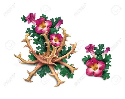 Harpagophytum Procumbens — Isiphethu Sempilo Source Of Health