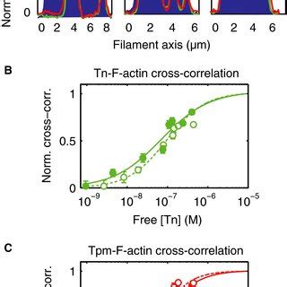 Fluorescence Correlation Analysis Shows That Tn Binding Affinity Is
