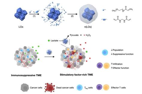 Drug Filled Nanocapsule Helps Make Immunotherapy More Effective In Mice