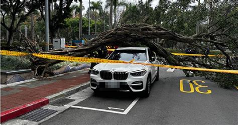 國父紀念館對面路樹倒塌！砸中bmw 北市工務局到場釐清 社會 Ctwant
