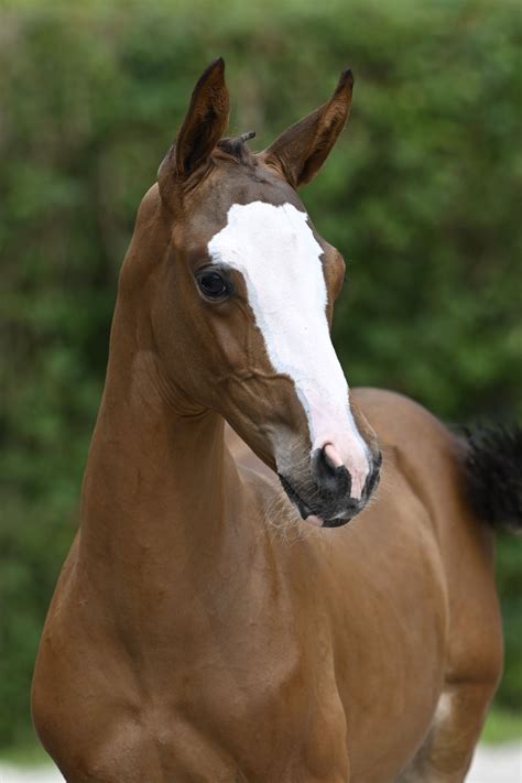 Aragon Dck Z Breederszangersheideauction