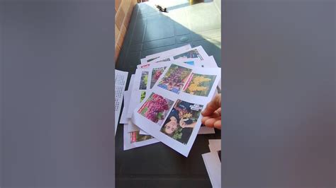 გაყიდვაშია ამ ყურძნების ვაზის ჯიშის ნერგები Youtube