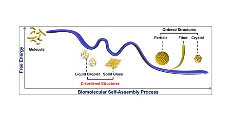 Peptide Self Assembly From Ordered To Disordered Accounts Of