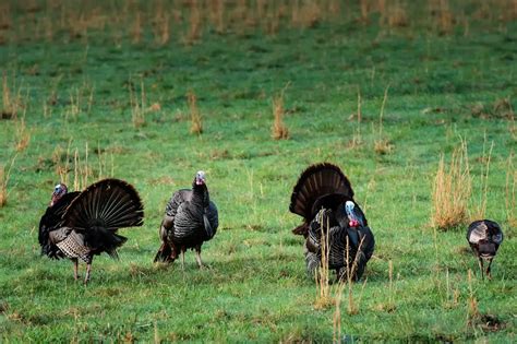 ¿puedes Criar Pavos Con Pollos Pol Y Edro