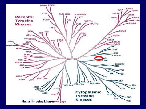 Ppt Oncology Journal Club Addressing Imatinib Resistant Cml