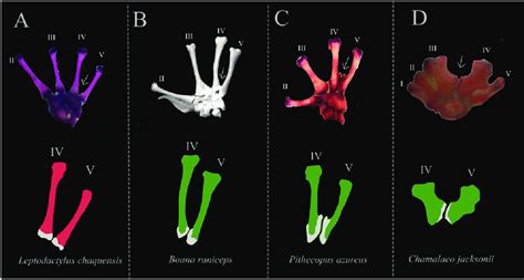 Metacarpals Proximal Epiphysis Specializations Comparison Between The
