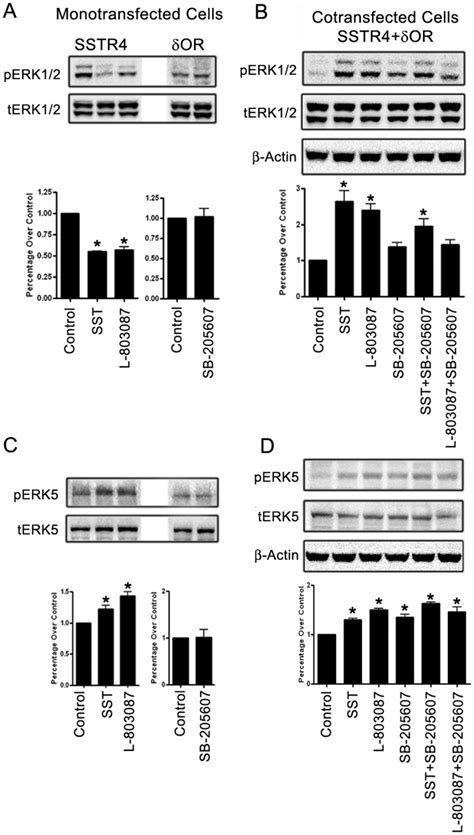 A Hek 293 Cells Expressing Sstr4 And Or δor Were Treated As