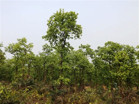 Shal Or Sal Shorea Robusta