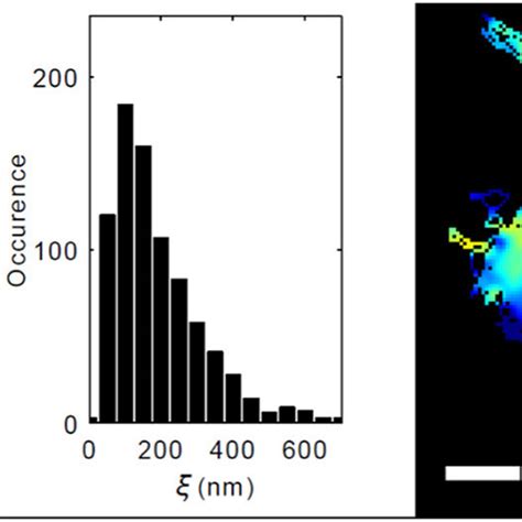 Super Resolution Imaging Of Cnts To Reveal Ecs Structure And Viscosity