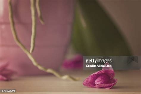80 Dead Orchid Stock Photos, High-Res Pictures, and Images - Getty Images