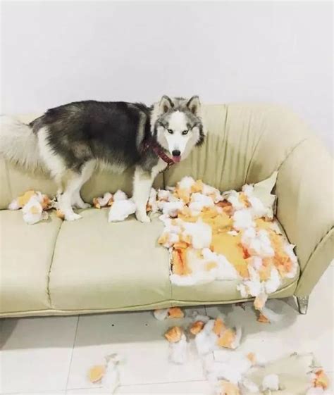 狗狗总是喜欢拆家，怎么办？ 知乎