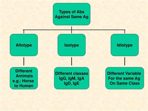 Ppt Antigen Processing And Presentation Self Mhc Restriction Powerpoint Presentation Id 4273034