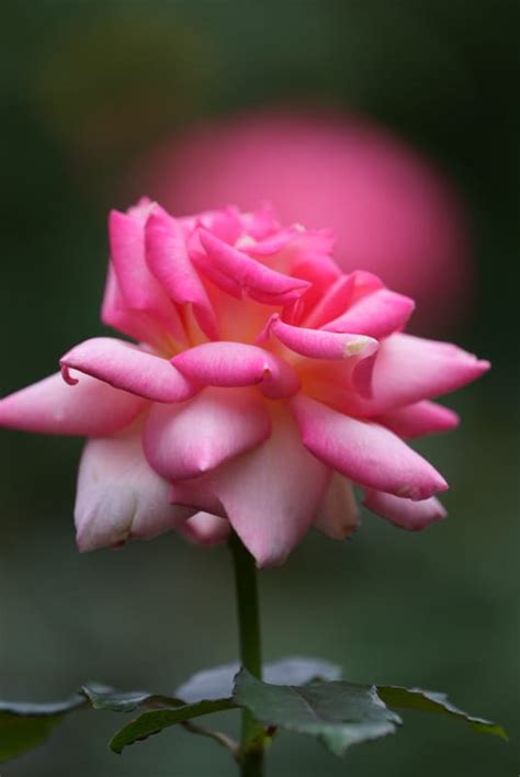 秋薔薇 晴撮雨詠さんのフォト 趣味人倶楽部しゅみーとくらぶ