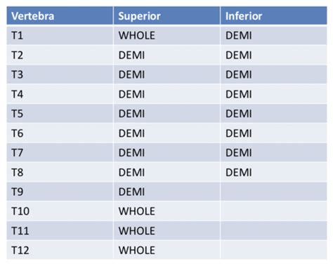 Vertebral Column Flashcards Procedures Summer Flashcards Quizlet