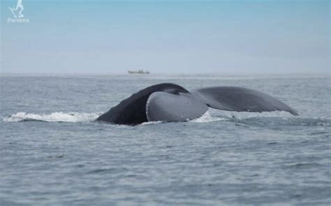 Cuatro Formas De Disfrutar La Biodiversidad Que Ofrece Centroamérica Y