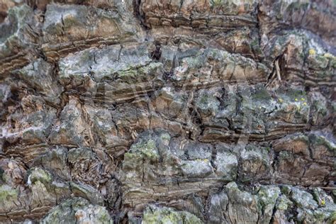 Fao Digital Media Hub Canary Island Date Palm Cortex