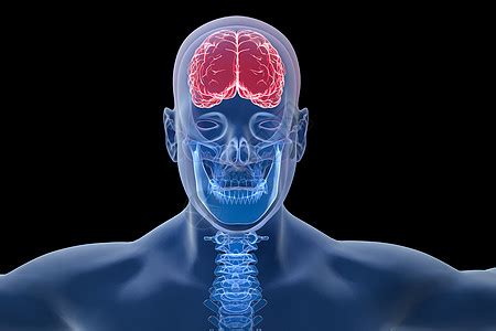 人脑结构图片 人脑结构素材 人脑结构高清图片 摄图网图片下载