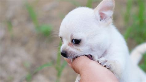 Addestramento Del Cucciolo Chihuahua Friends