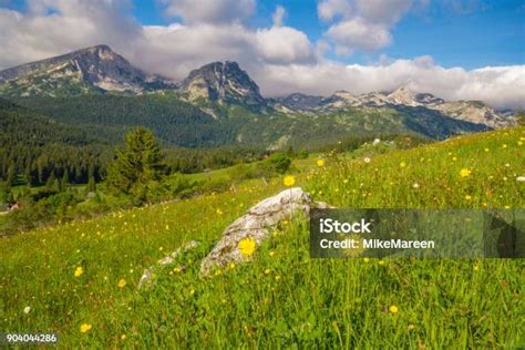 Durmitor 국립 공원 몬테네그로에 녹색 봄 풀밭 0명에 대한 스톡 사진 및 기타 이미지 0명 경관 계절 Istock