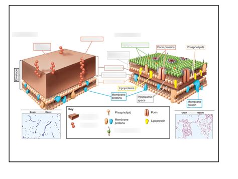 Diagram Of Unit Bacterial Cell Structure And Function Quizlet