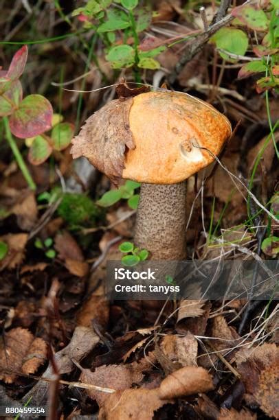 콜라 반도의 툰드라의 식물의 배경에 버섯 Boletus 가을에 대한 스톡 사진 및 기타 이미지 가을 계절 균류 Istock