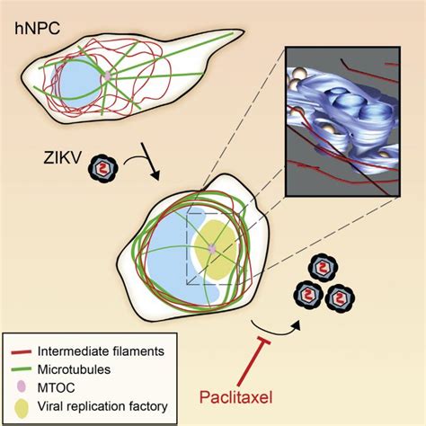 Zika Virus Replication Factori Image Eurekalert Science News Releases
