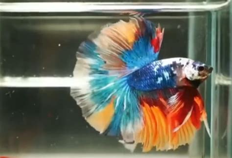 Rosetail Betta Fish Variant When Beauty And Ethics Collide
