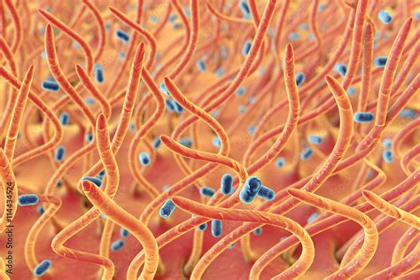 Bordetella Pertussis Bacteria In Respiratory Tract 3d Illustration