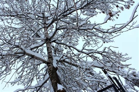 Premium Photo Tree Branch With Snow View