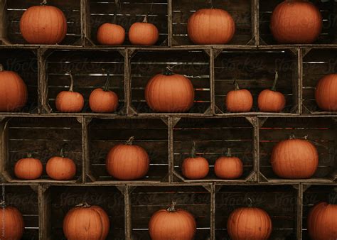 Pumpkin Patch By Stocksy Contributor The Keep Stocksy
