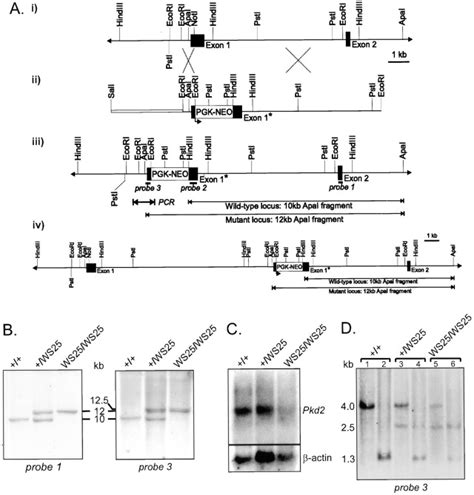 Somatic Inactivation Of Pkd2 Results In Polycystic Kidney Disease Cell