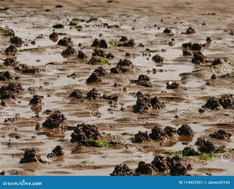 Worm Casts Stock Image Image Of Sands Lugworms Beach 114427651