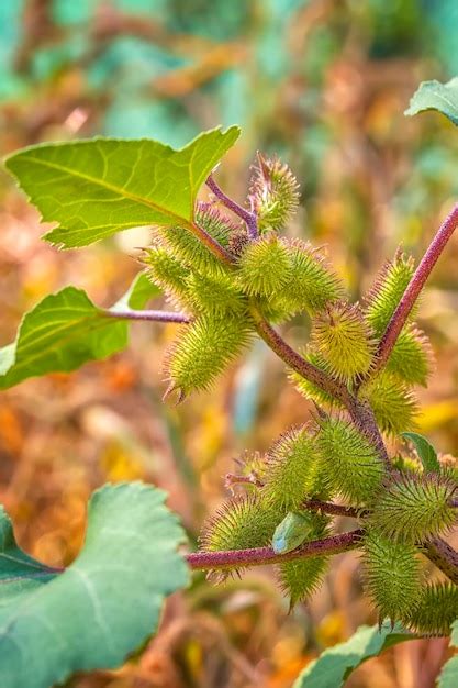 Xanthium Pictures