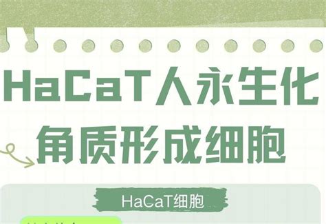 Hacat人永生化角质形成细胞 知乎