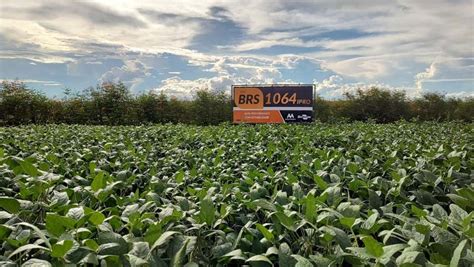 New Soybean Cultivars With High Productivity Levels Arrive On The