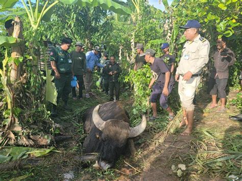 ប្រជាពលរដ្ឋប្រទះឃើញខ្ទីងឈ្មោលមួយក្បាលជាប់ផុងរហូតដល់ងាប់ខណៈអាជ្ញាធរខំជួយ