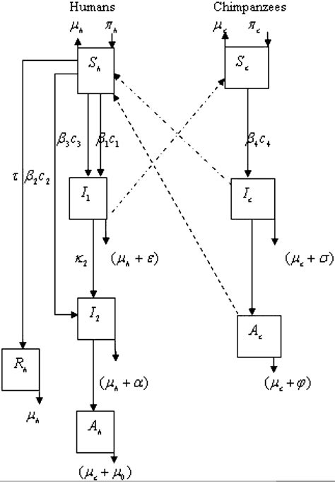 Schematic Diagram Of The Model Download Scientific Diagram