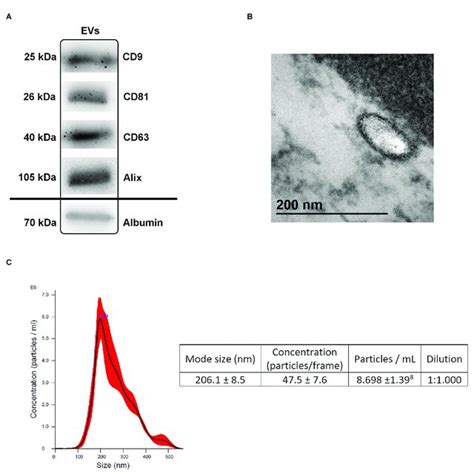 Extracellular Vesicles Evs Characterization A Presence Of Specific Download Scientific