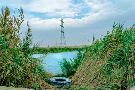 Cortaderia 셀로 아나의 근접 촬영 나뭇잎과 씨앗을 흔들며 하늘에 흰 어두운 구름의 숨막히는 전망 0명에 대한 스톡 사진