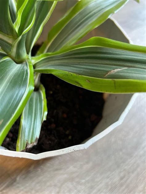 Brown Spots On My Dracaena After Repotting Rplantclinic