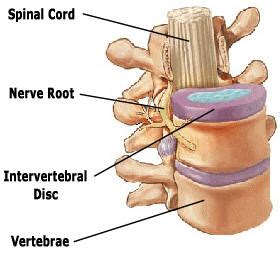 Spinal Health And Height Bourdage Chiropractic Wellness