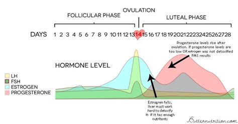 Doninant Estrogen Hormone Cycle Graph
