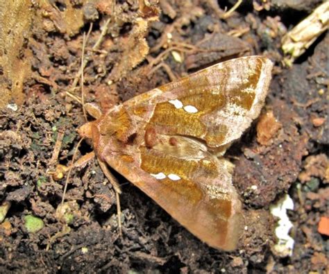 Chrysodeixis Chalcites Noctuidae Butterflies Of Crete