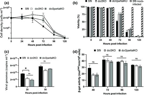 Cell Death Kinetics Viral Dna Replication And β Galactosidase