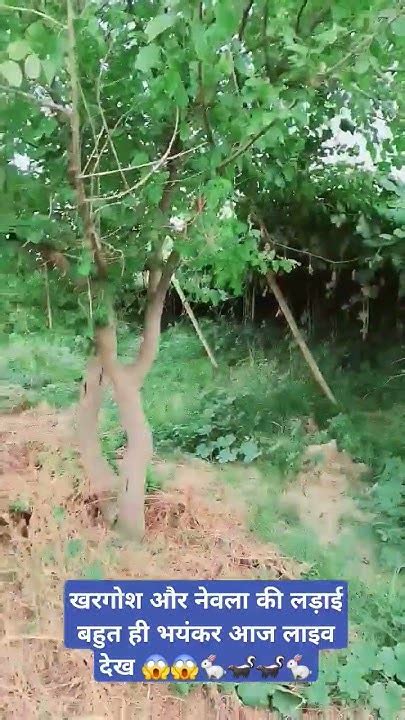 खरगोश और नेवला की लड़ाई बहुत ही भयंकर आज लाइव देख लो Youtube