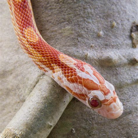 Cb22 Ultramel Corn Snake Peregrine