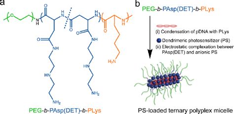 A Molecular Structure Of Triblock Copolymer Peg B Paspdet B Plys
