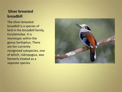 Birds Broad Bill Ppt