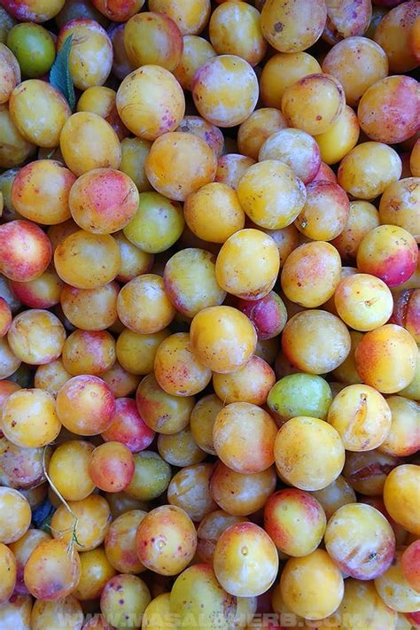Mirabelle Plum Tart Recipe 🍈
