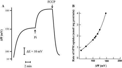 Effect Of Phosphate And Fccp On ΔΨ A Force Flux Relationship In